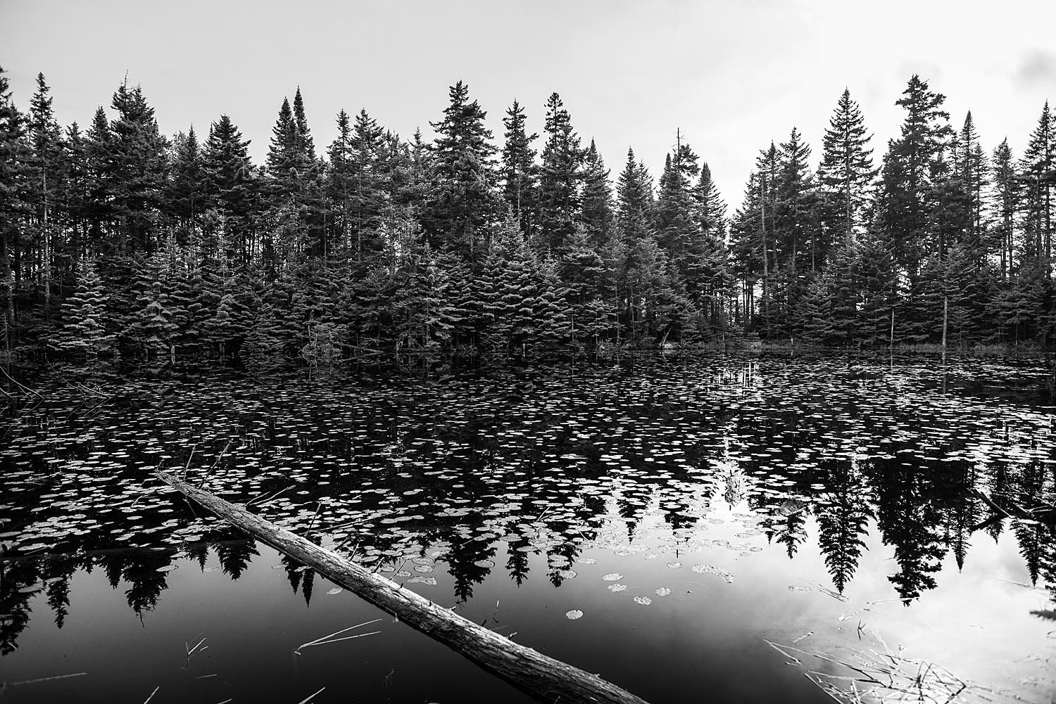 Leaves Log And The Pond Grizzly Montr al