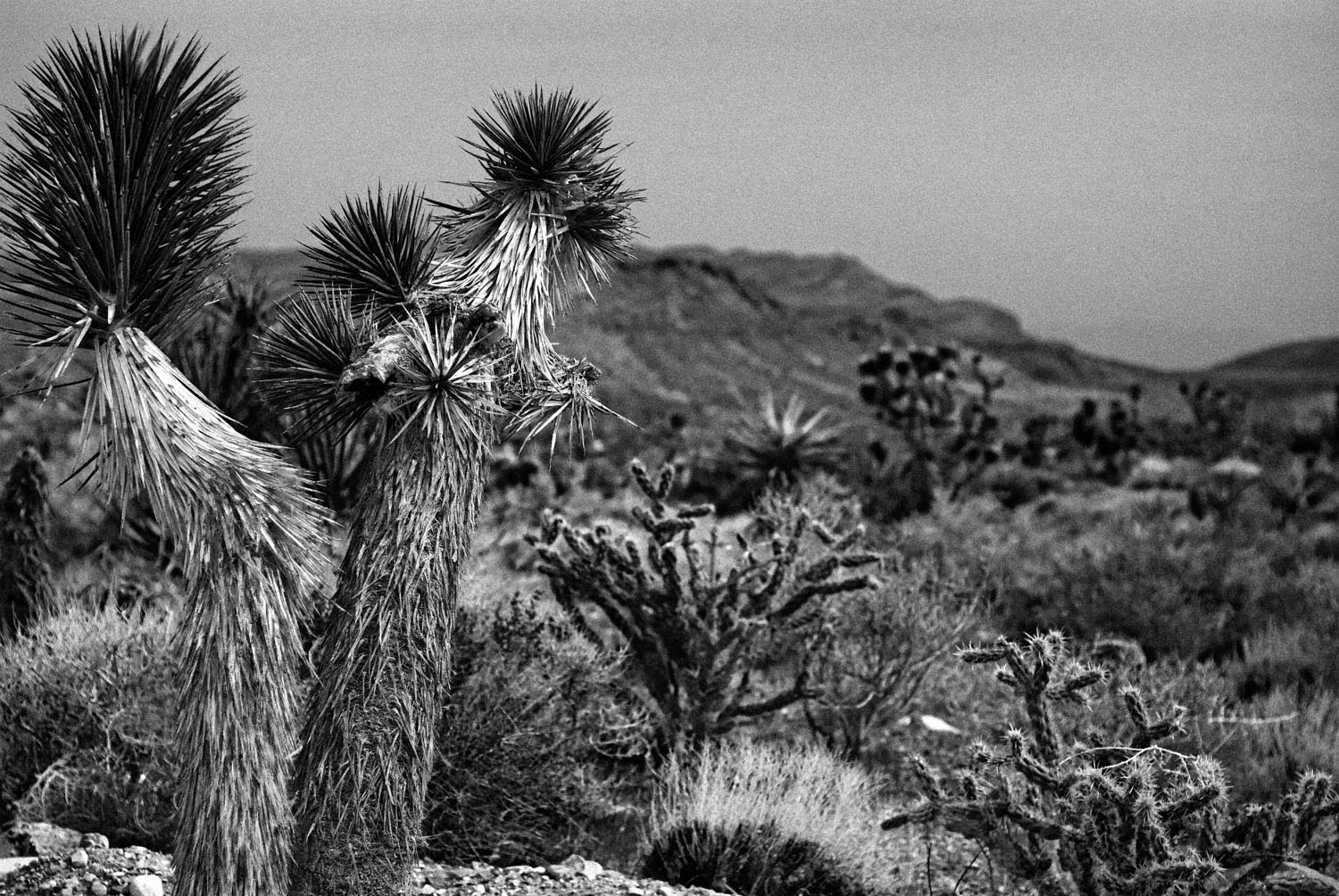 Joshua Tree Grizzly Montr al